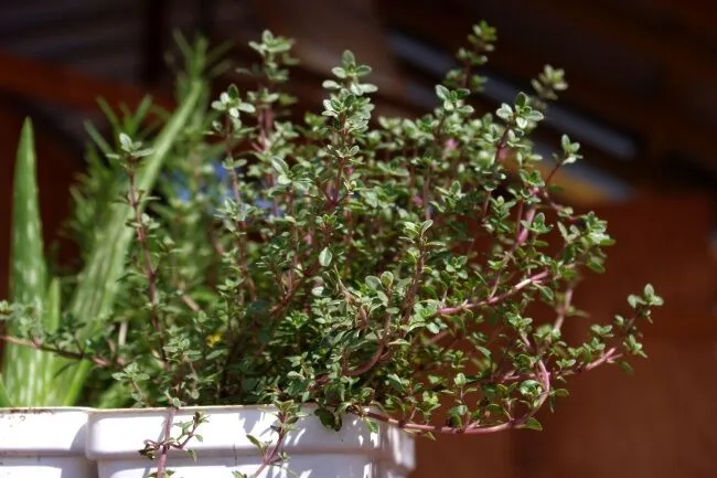 culinary uses for thyme